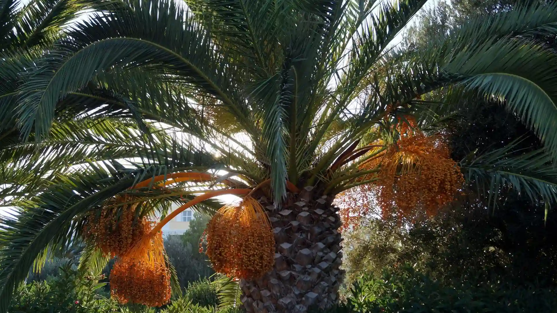 The Importance of POME Treatment for Palm Oil Mills: A Complete Guide ...